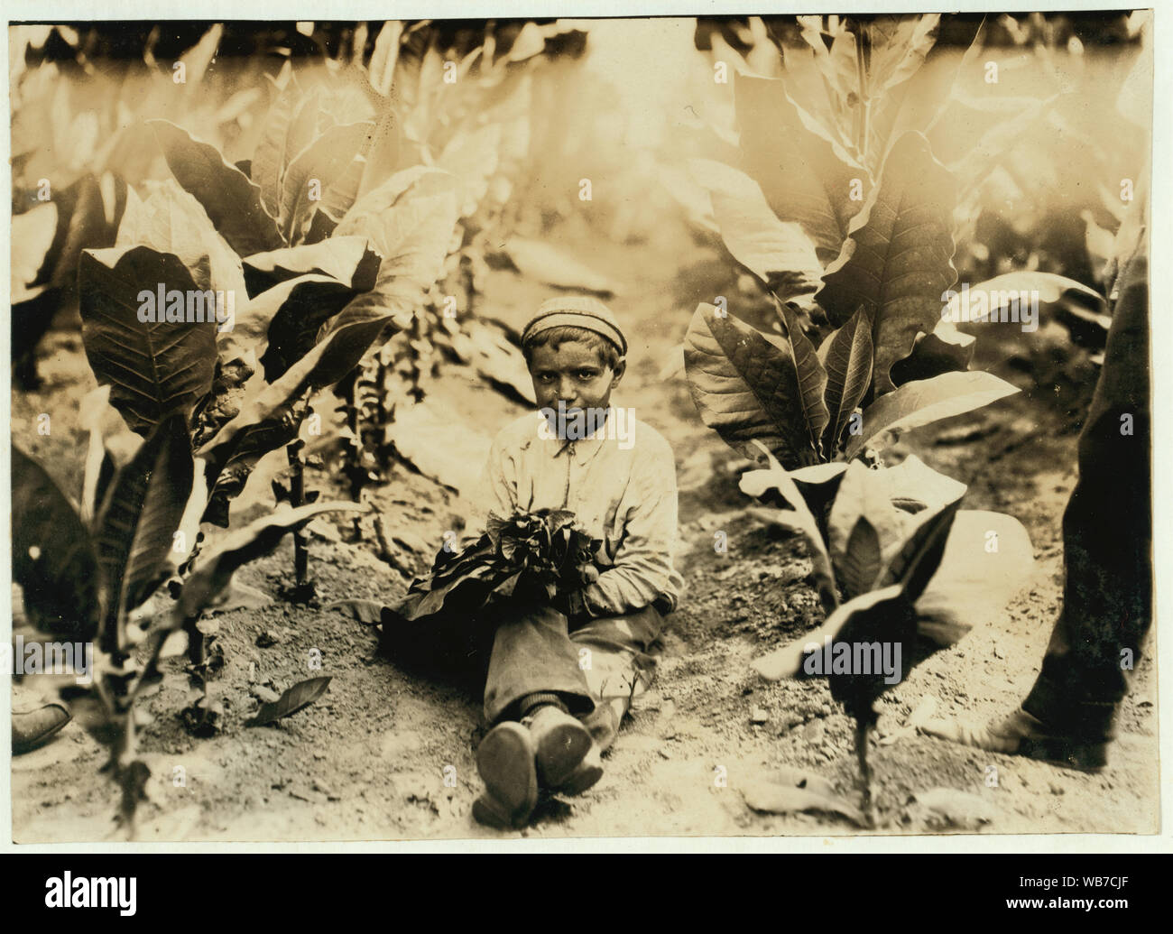First picking, (#4881). Abstract: Photographs from the records of the ...