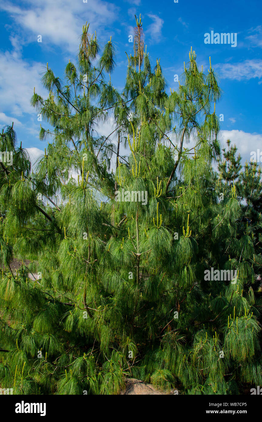 Conifer tree against the blue sky with white clouds. Background Stock ...
