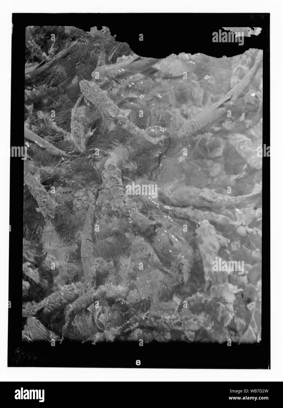 Fish at sacred fish shrine of el-Bedoui-Nerili of Tripoli Abstract ...