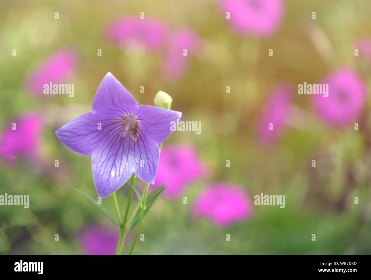 Small bouquet of tiny pink white and blue bluebell flowers showing ...