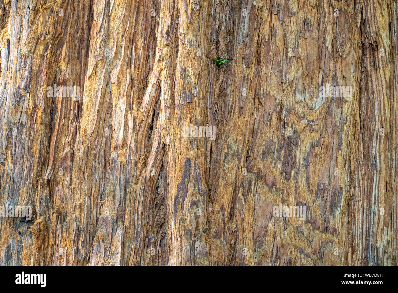 Close Up of Redwood Bark. Seamless tree bark background. Brown texture ...