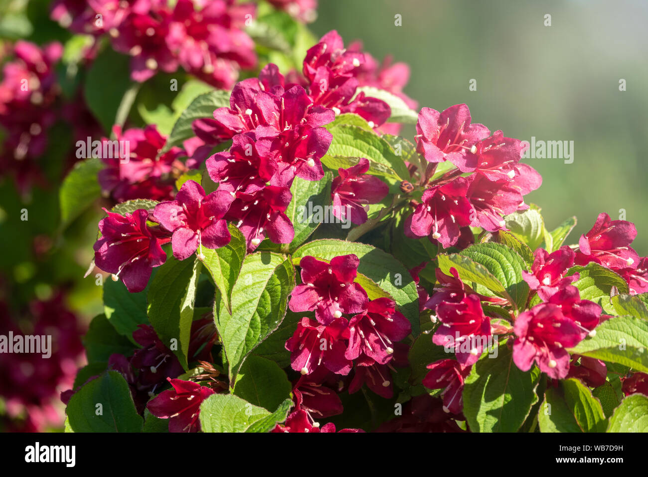 Beautiful vibrant red Weigela flowers with blurry background. Weigela ...