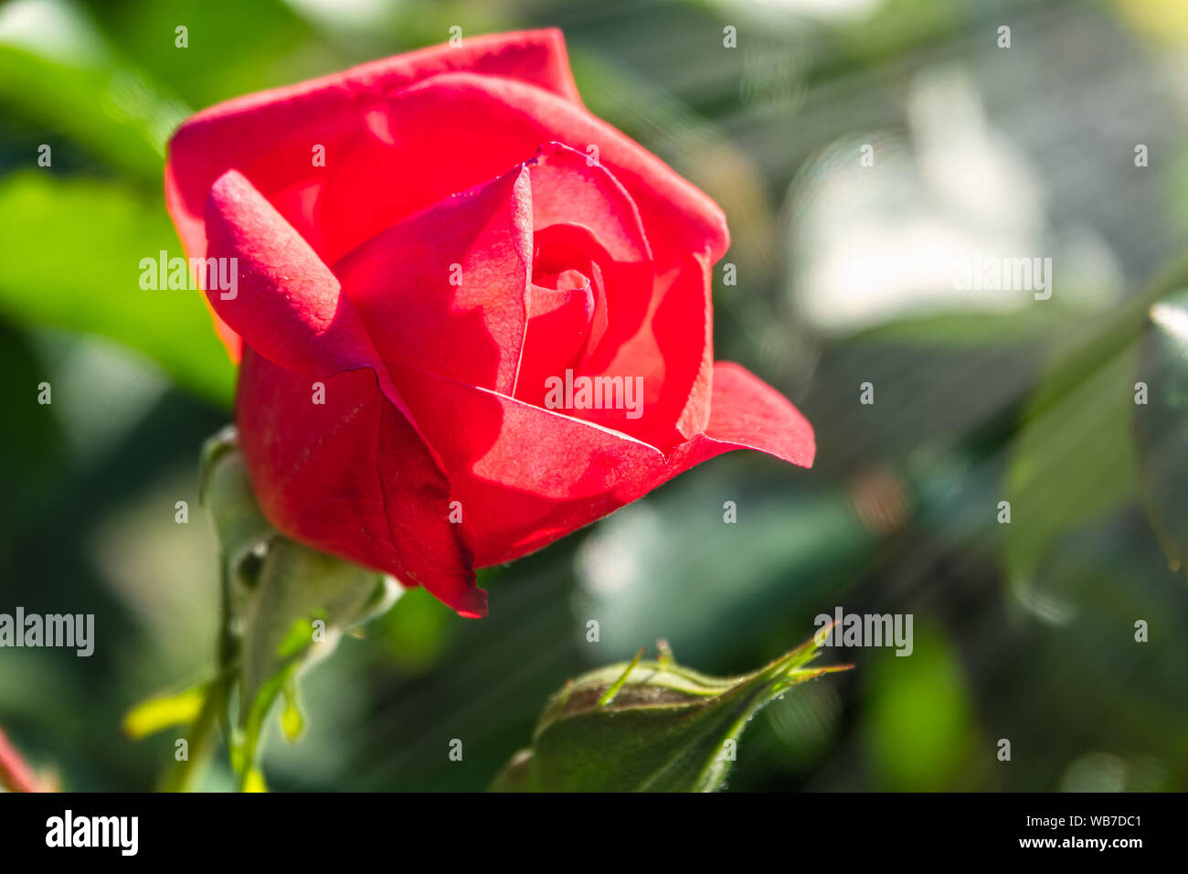 Beautiful red rose flower on a green blurred background. Red rose ...