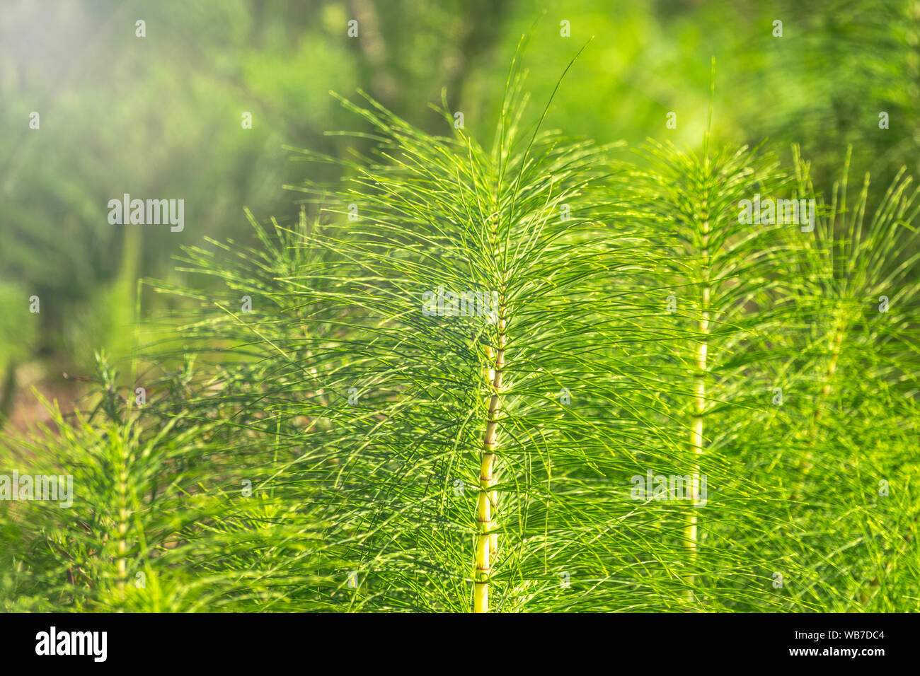 Lush green stems of the field horsetail with blurry background ...