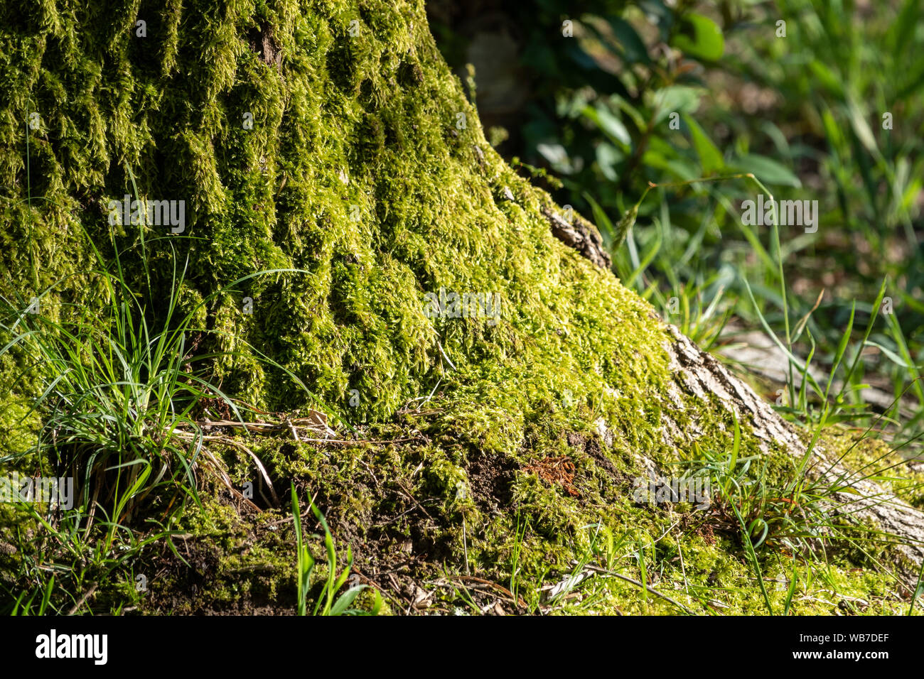 Fluffy soft green moss in the forest. Soft moss carpet. Detailed image ...