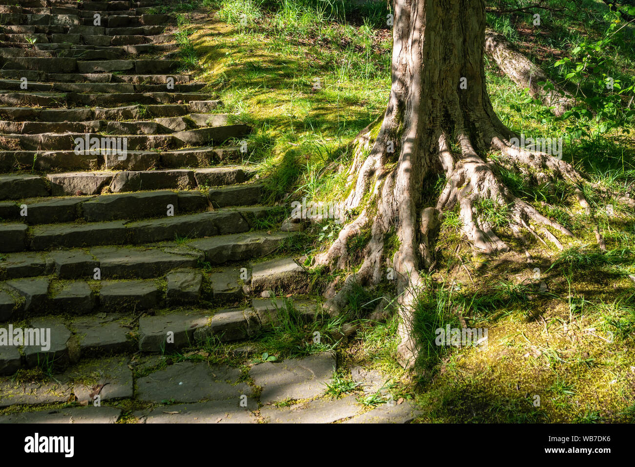 Tree root steps hi-res stock photography and images - Alamy
