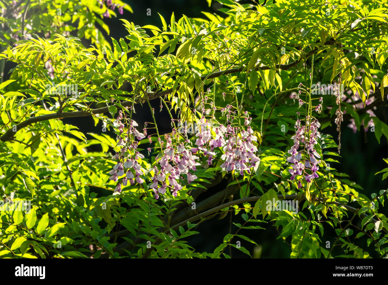 Lush purple flowers of wisteria in sunset light on a dark background ...