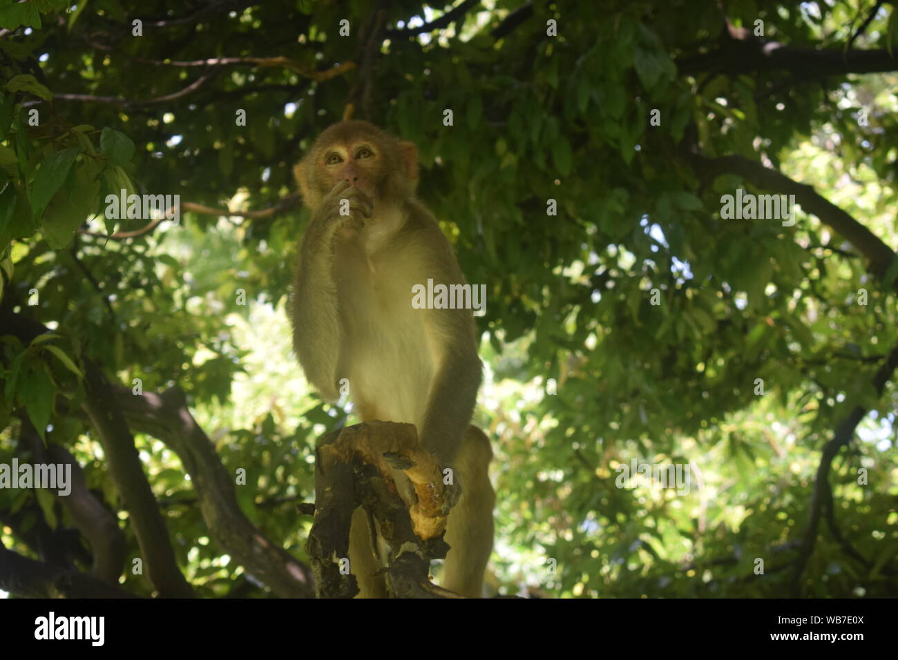 The Holy Monkeys Of Nepal’s ‘Monkey Temple’ Captured photo in kathmandu ...