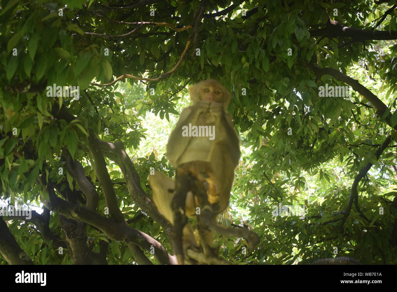 The Holy Monkeys Of Nepal’s ‘Monkey Temple’ Captured photo in kathmandu ...