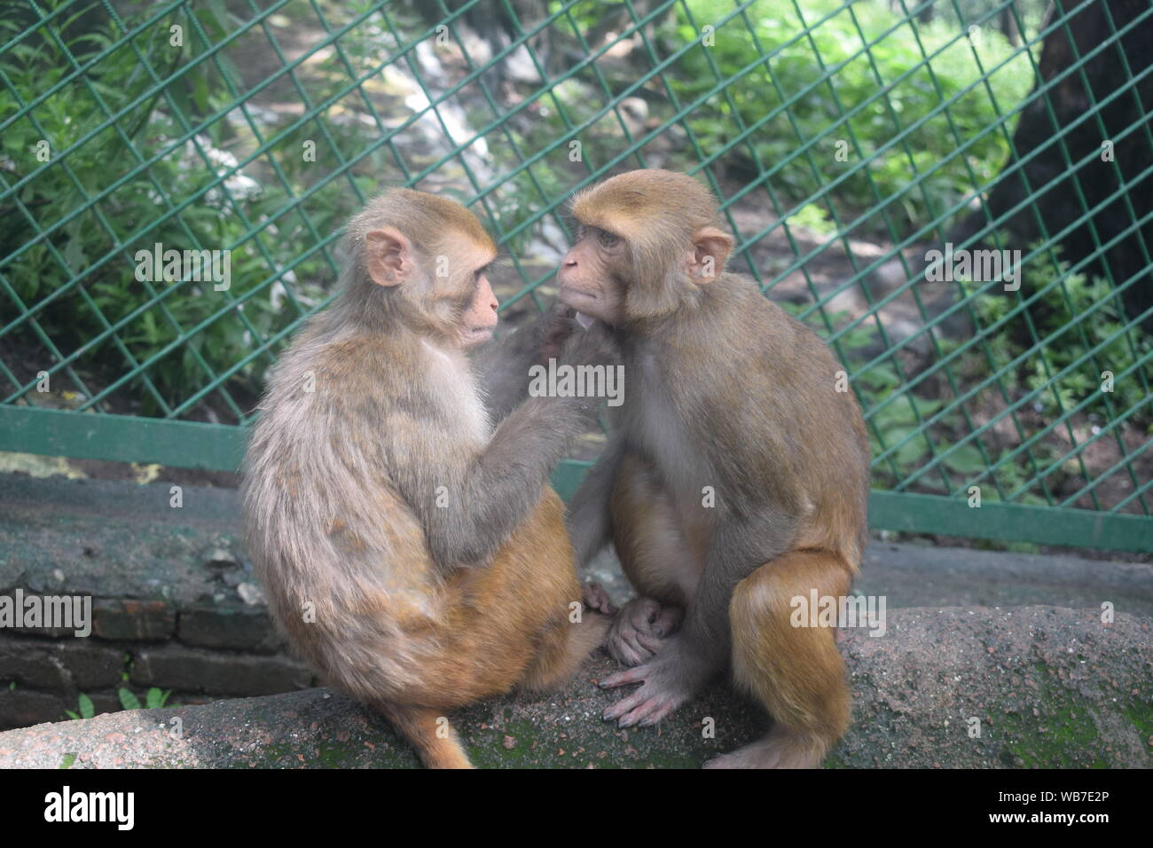 The Holy Monkeys Of Nepal’s ‘Monkey Temple’ Captured photo in kathmandu ...