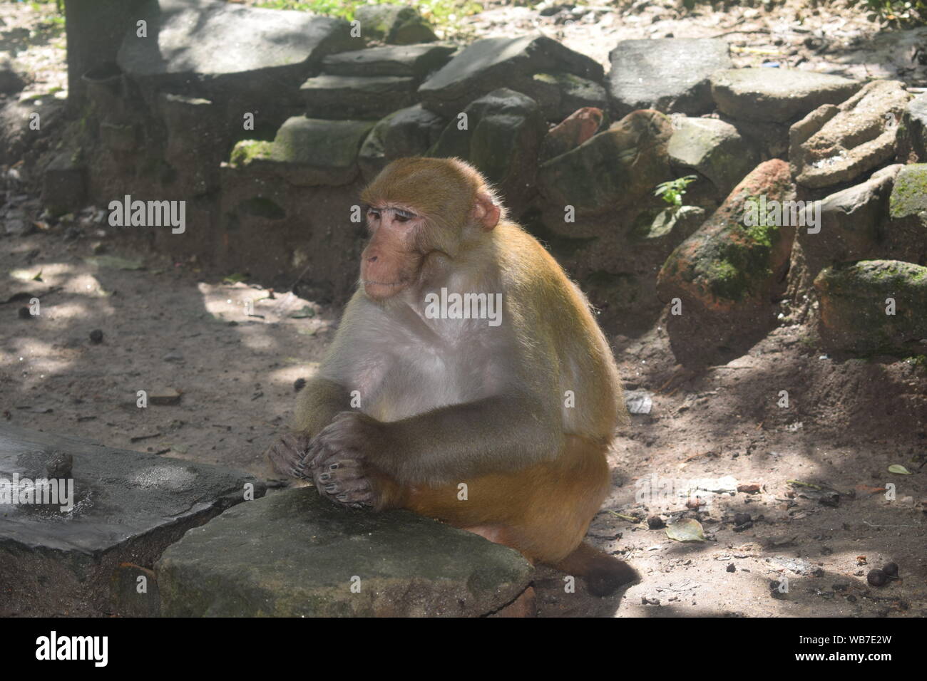 The Holy Monkeys Of Nepal’s ‘Monkey Temple’ Captured photo in kathmandu ...