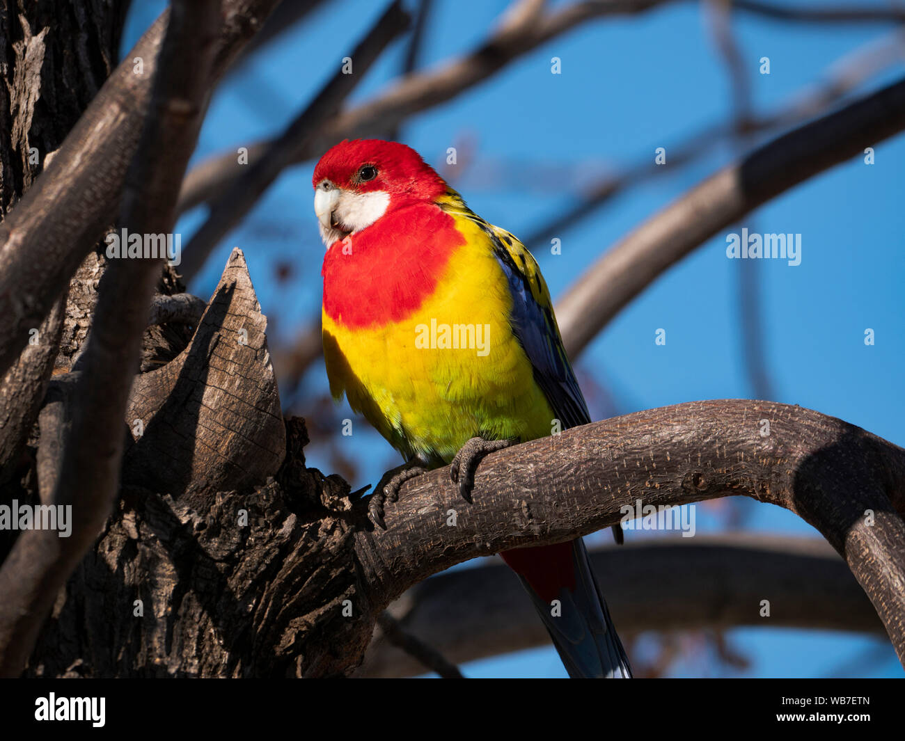 Eastern Rosella High Resolution Stock Photography and Images - Alamy