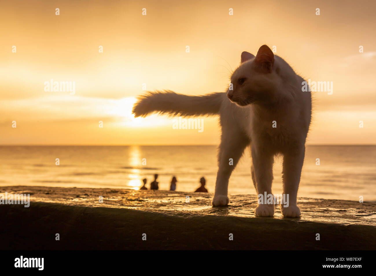Big white cat hi-res stock photography and images - Alamy