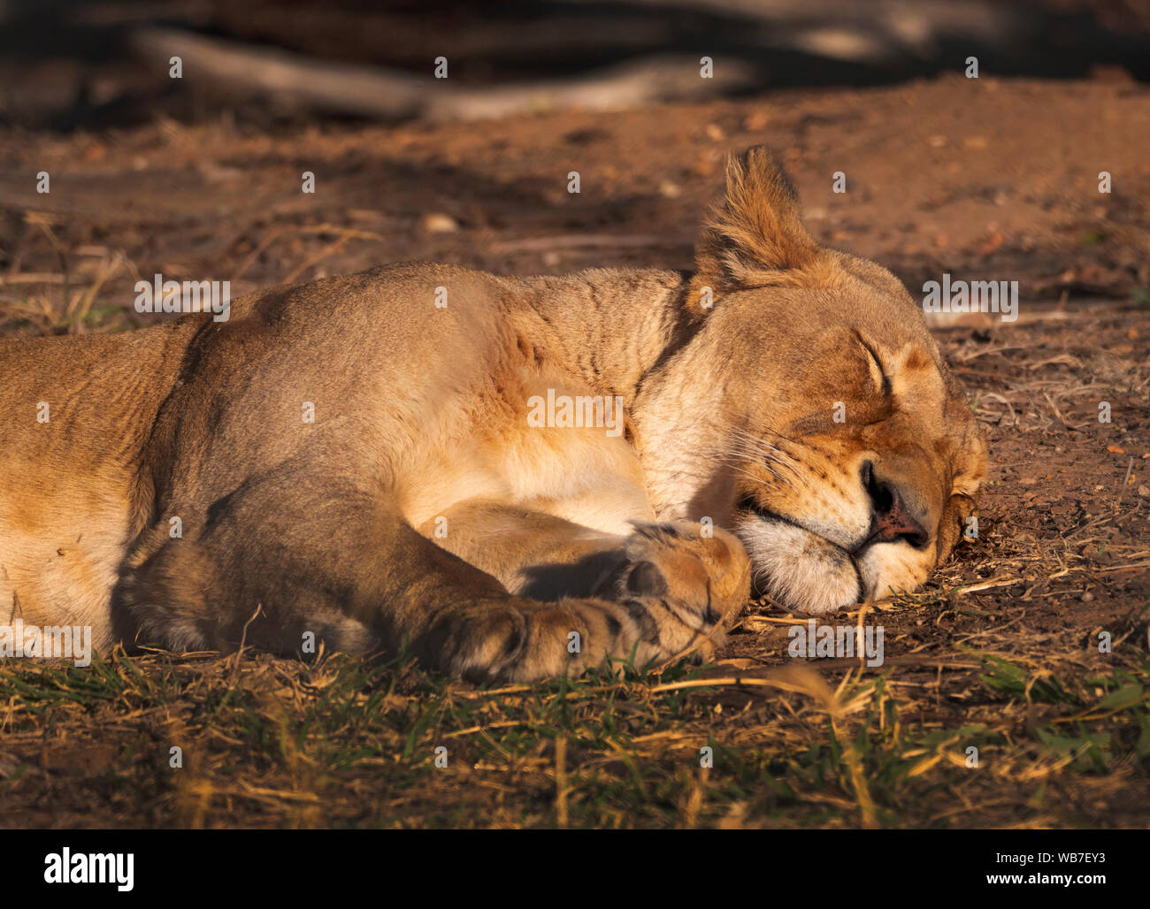 A female lion, Panthera leo, asleep in its compound in a captive ...