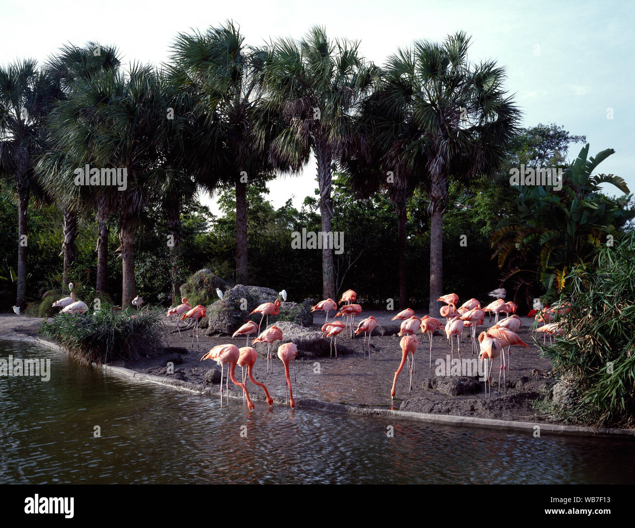 Miami Zoo High Resolution Stock Photography and Images - Alamy
