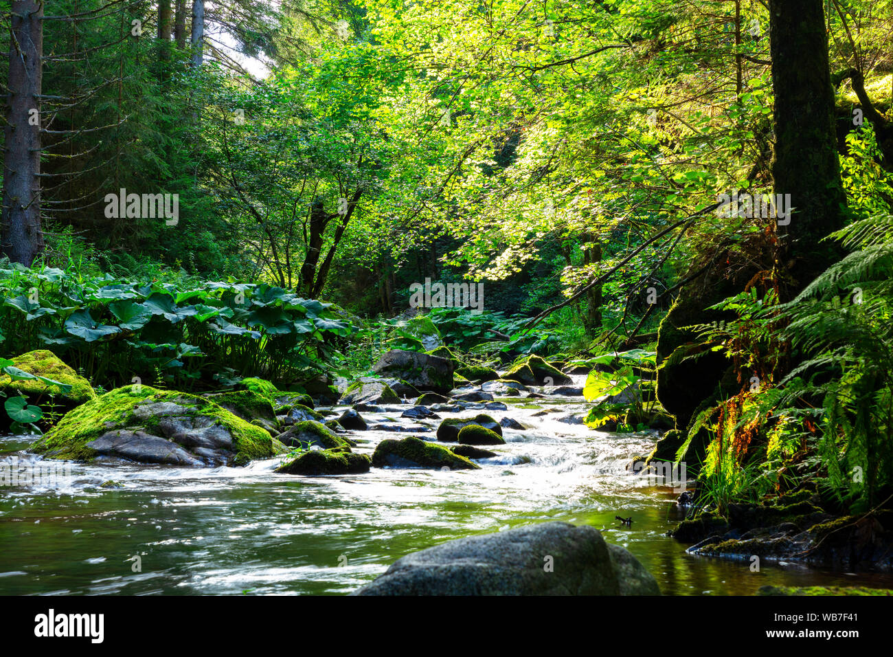Black forest germany river mountain hi-res stock photography and images ...