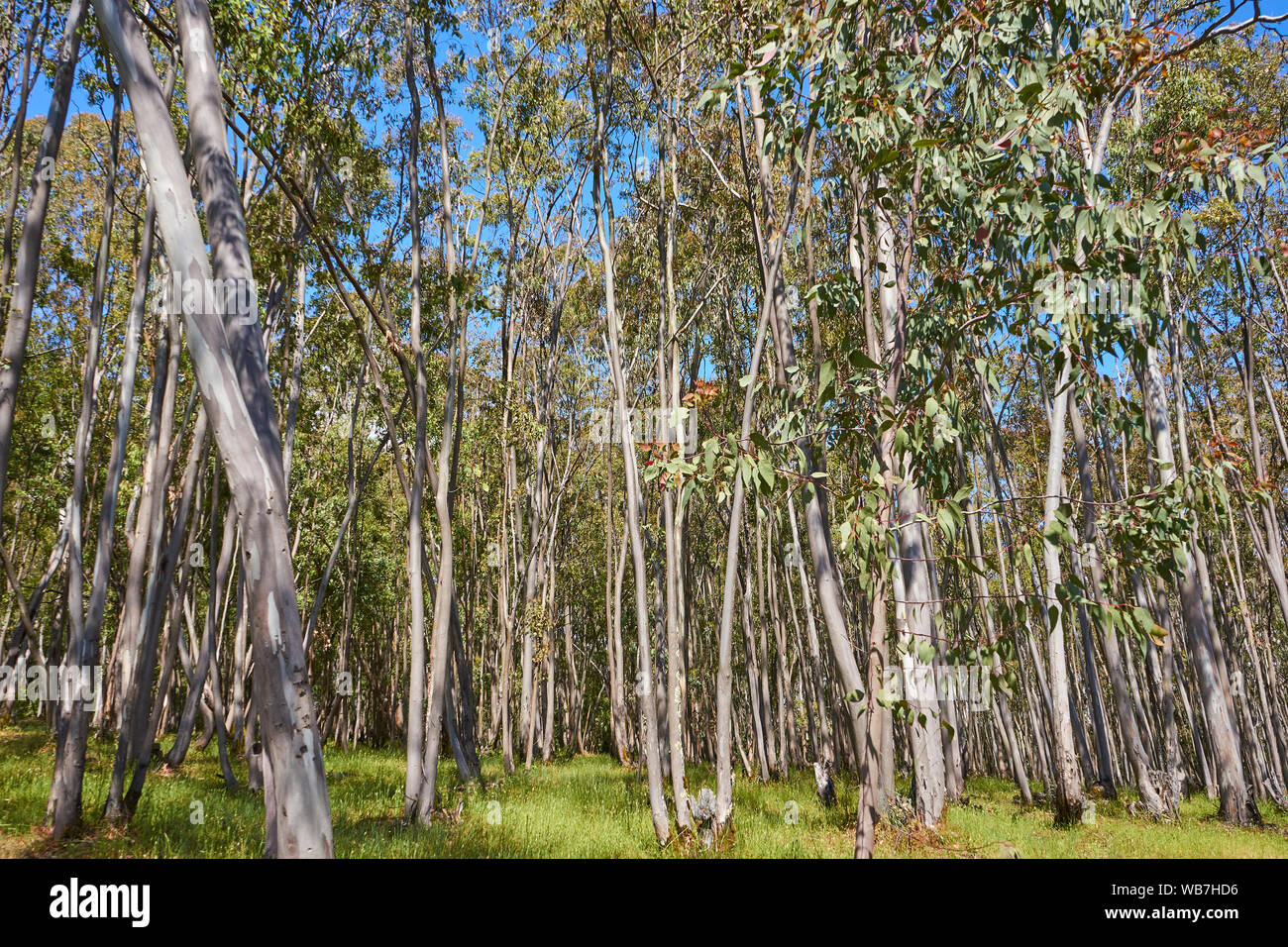 The ranch and historic landmark at Jack London State Historic Park in ...