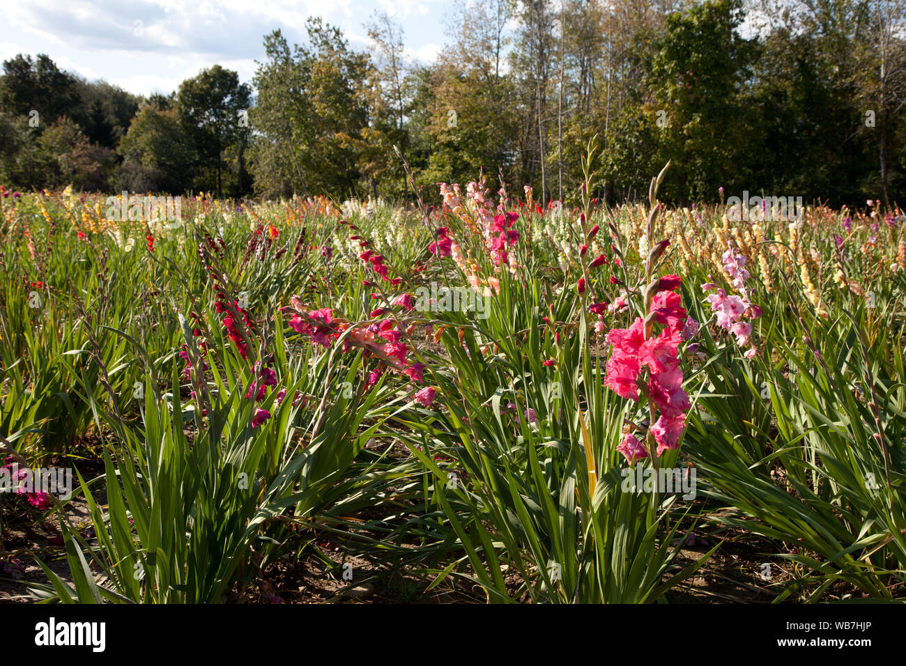 Flower farm in West Suffield, Connecticut Stock Photo - Alamy