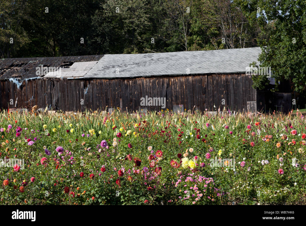 Flower farm in West Suffield, Connecticut Stock Photo - Alamy