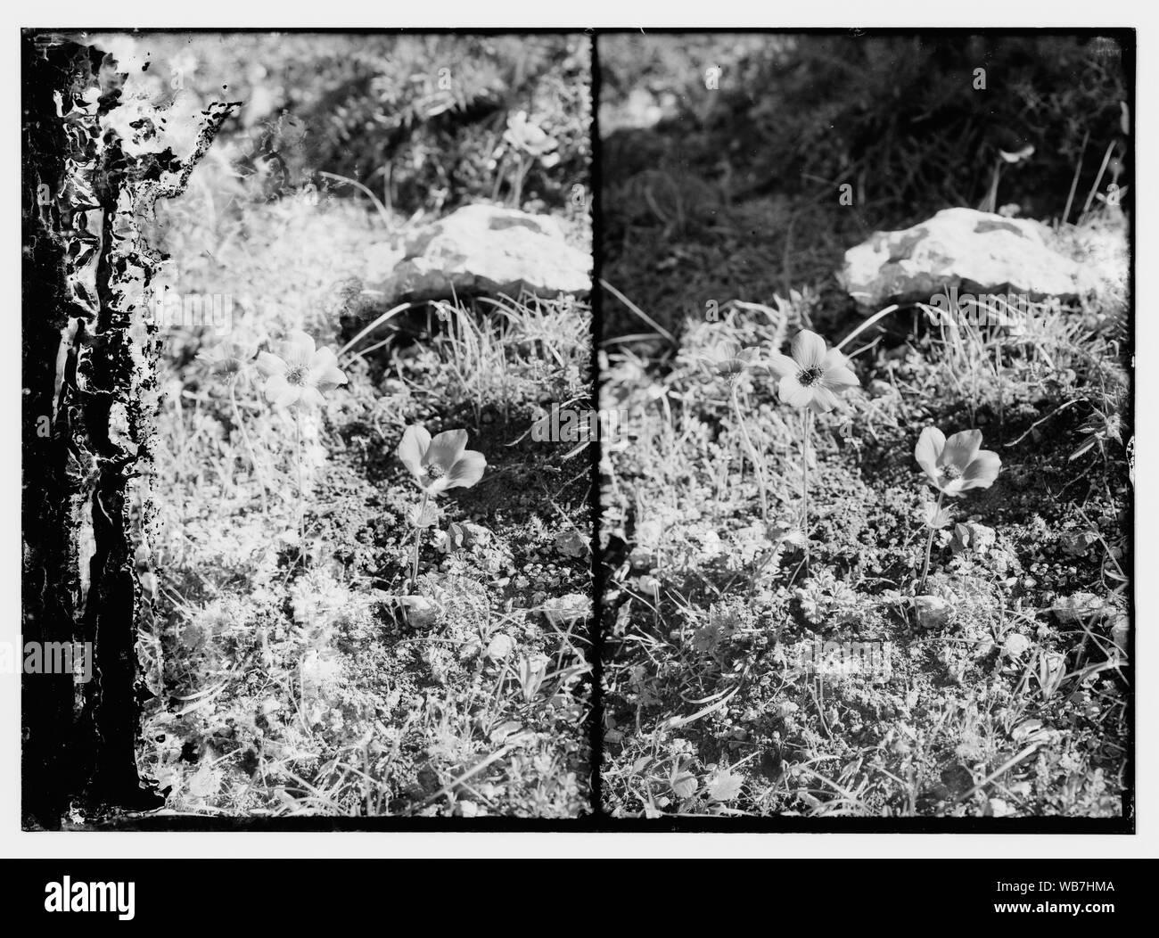 Flowers in vibrant collection Black and White Stock Photos & Images - Alamy
