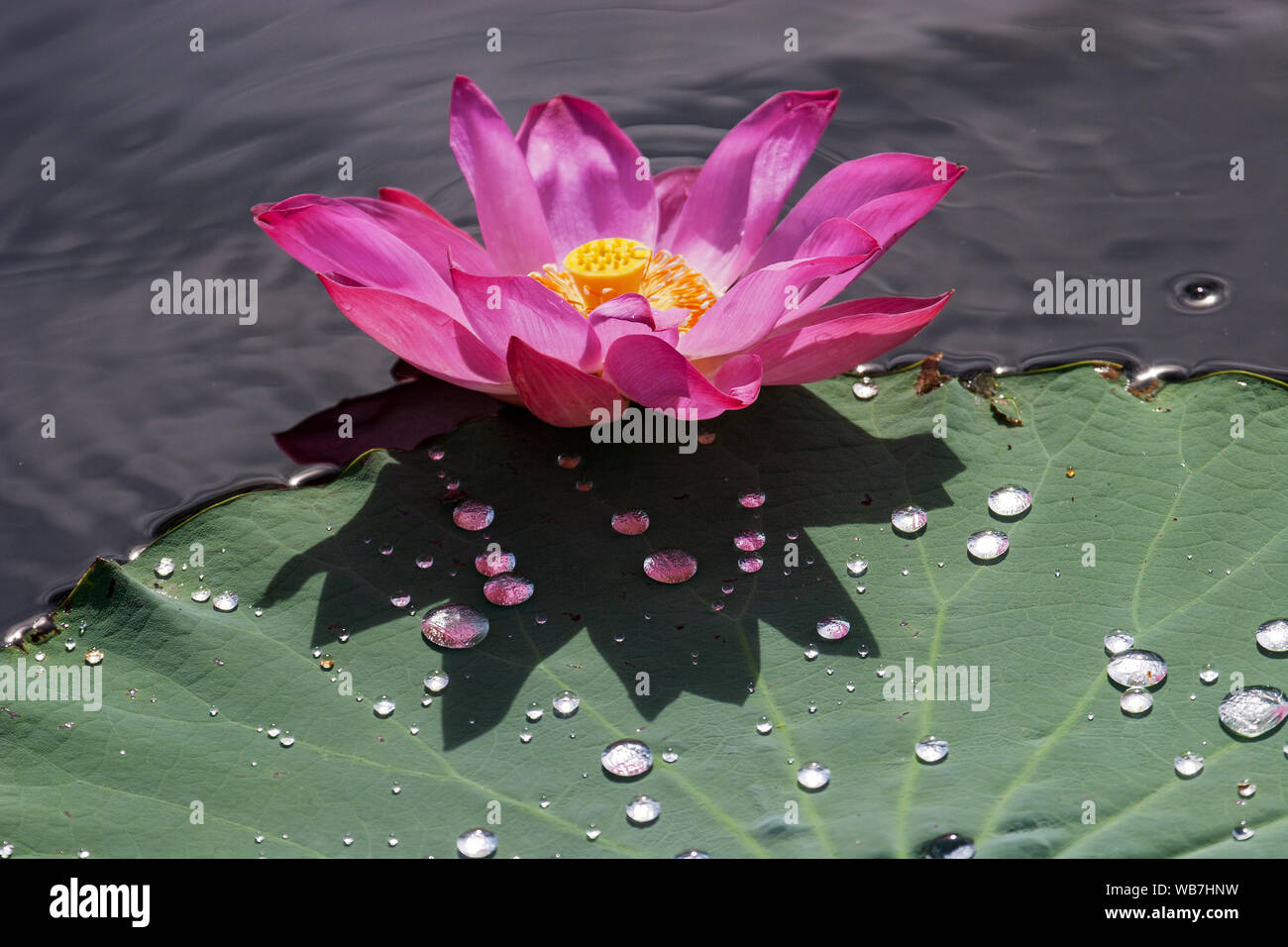Lotus Lily of Northern Australia Stock Photo - Alamy