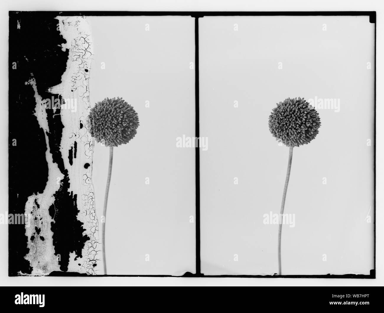 Flowers Abstract/medium: G. Eric and Edith Matson Photograph Collection ...
