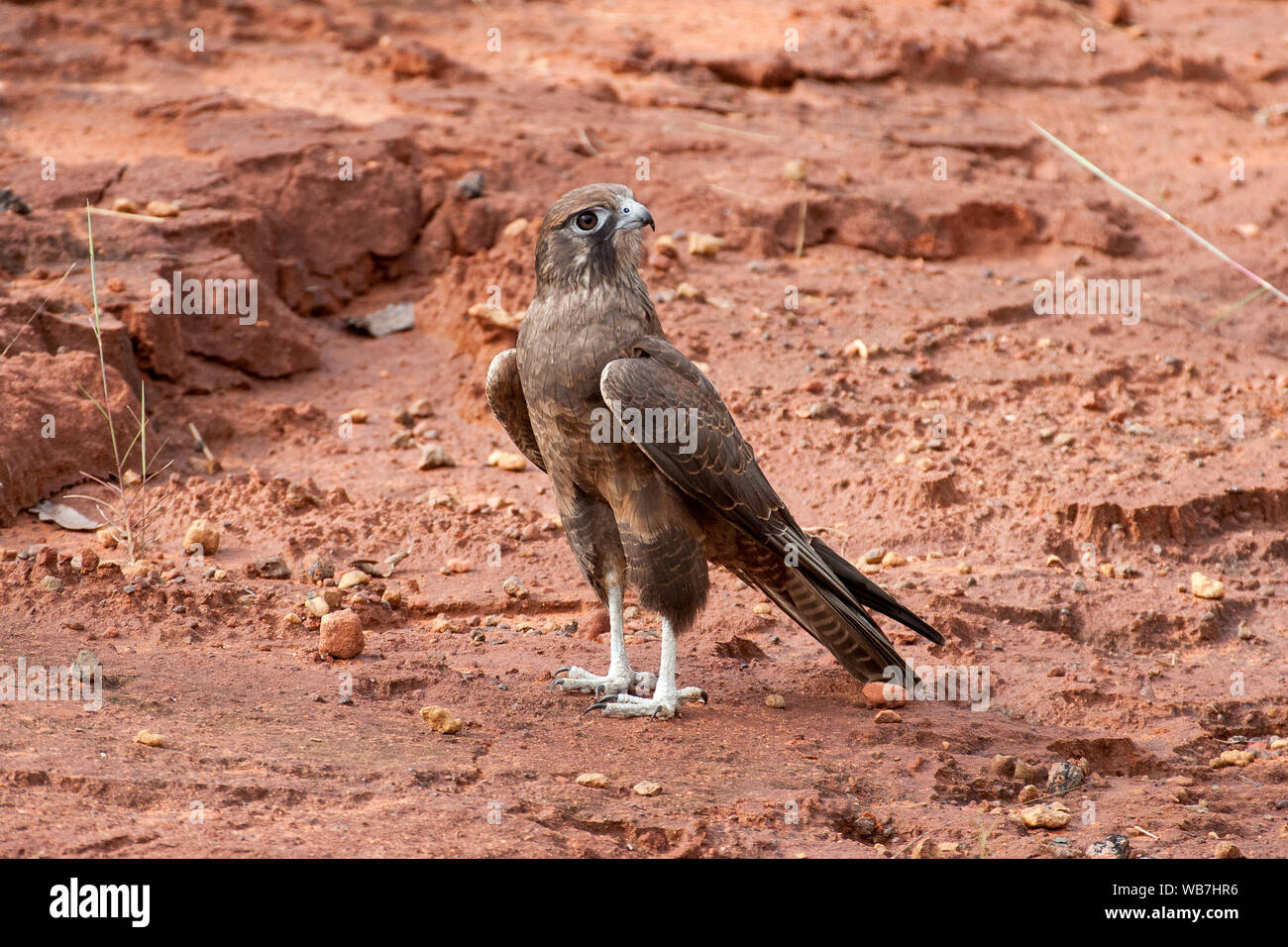 Australian Brown Falcon Stock Photo - Alamy
