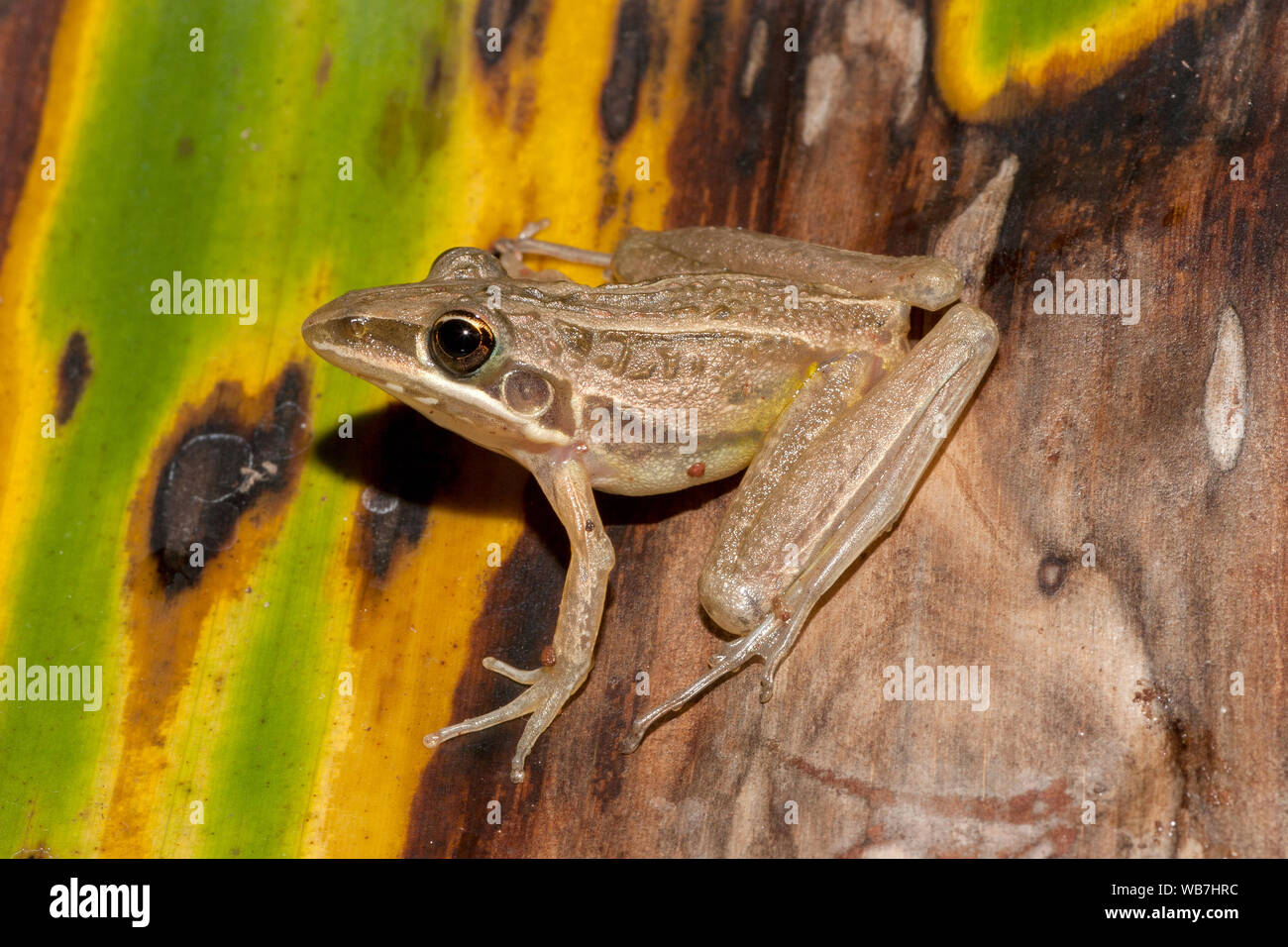 Australian Rocket Frog Stock Photo - Alamy