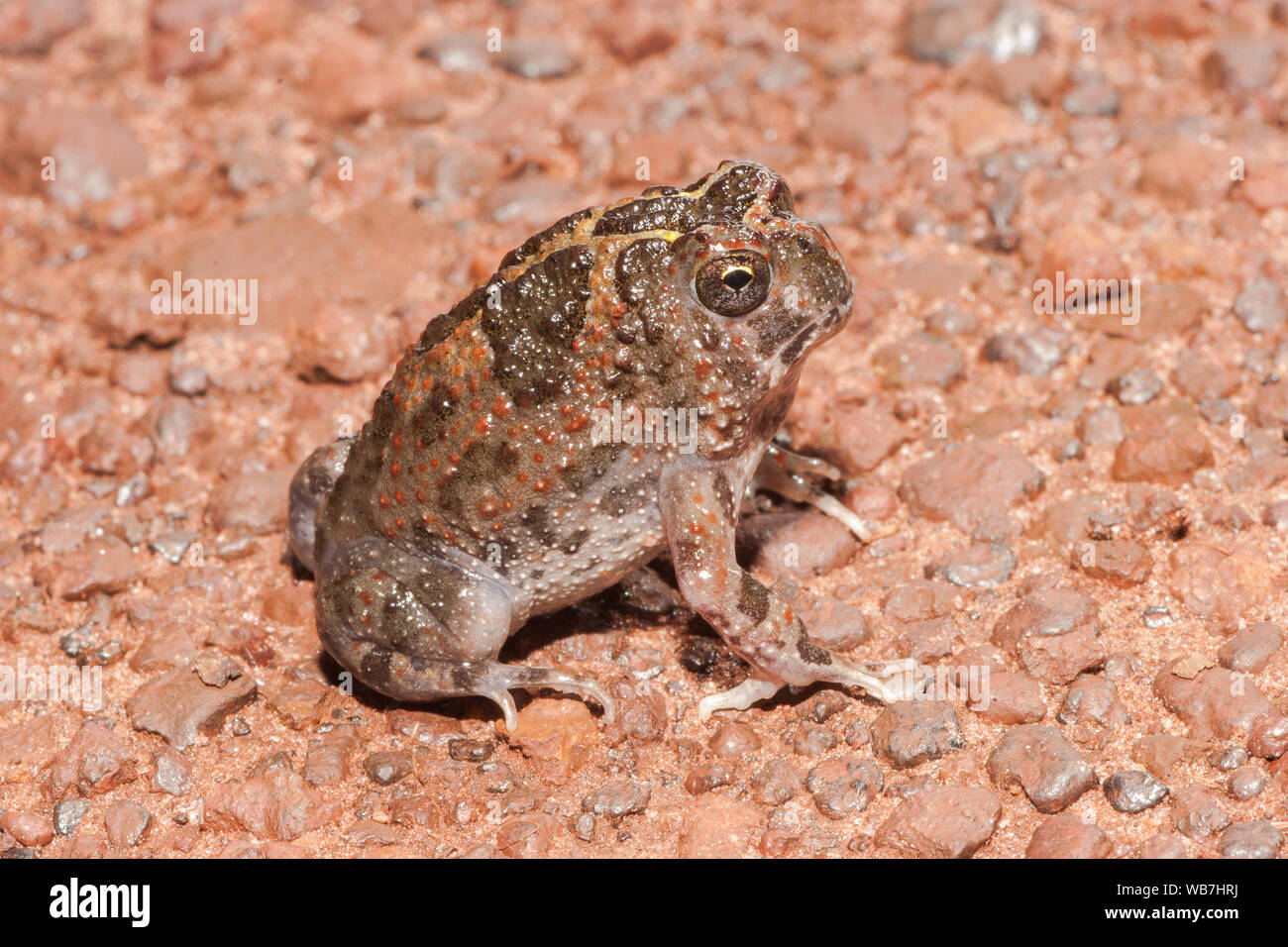 Notoden melanoscaphus hi-res stock photography and images - Alamy