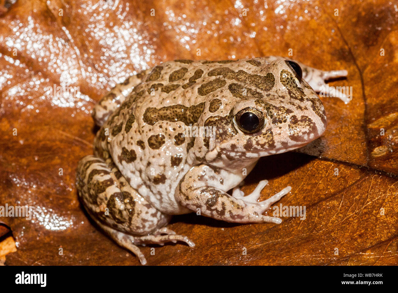 Australian Marbled Frog Stock Photo - Alamy