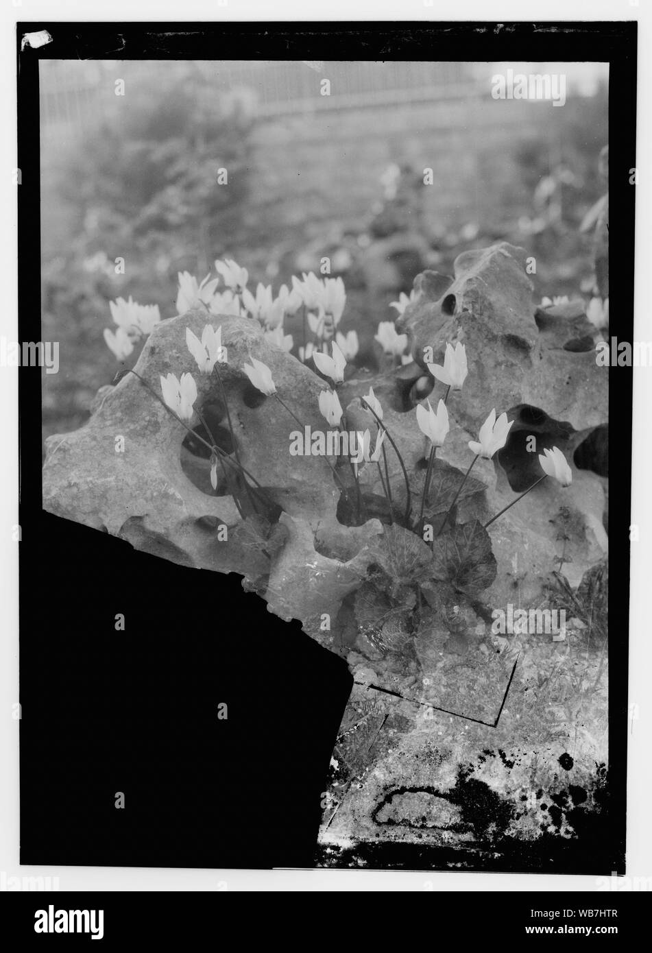 Flowers Abstract/medium: G. Eric and Edith Matson Photograph Collection ...
