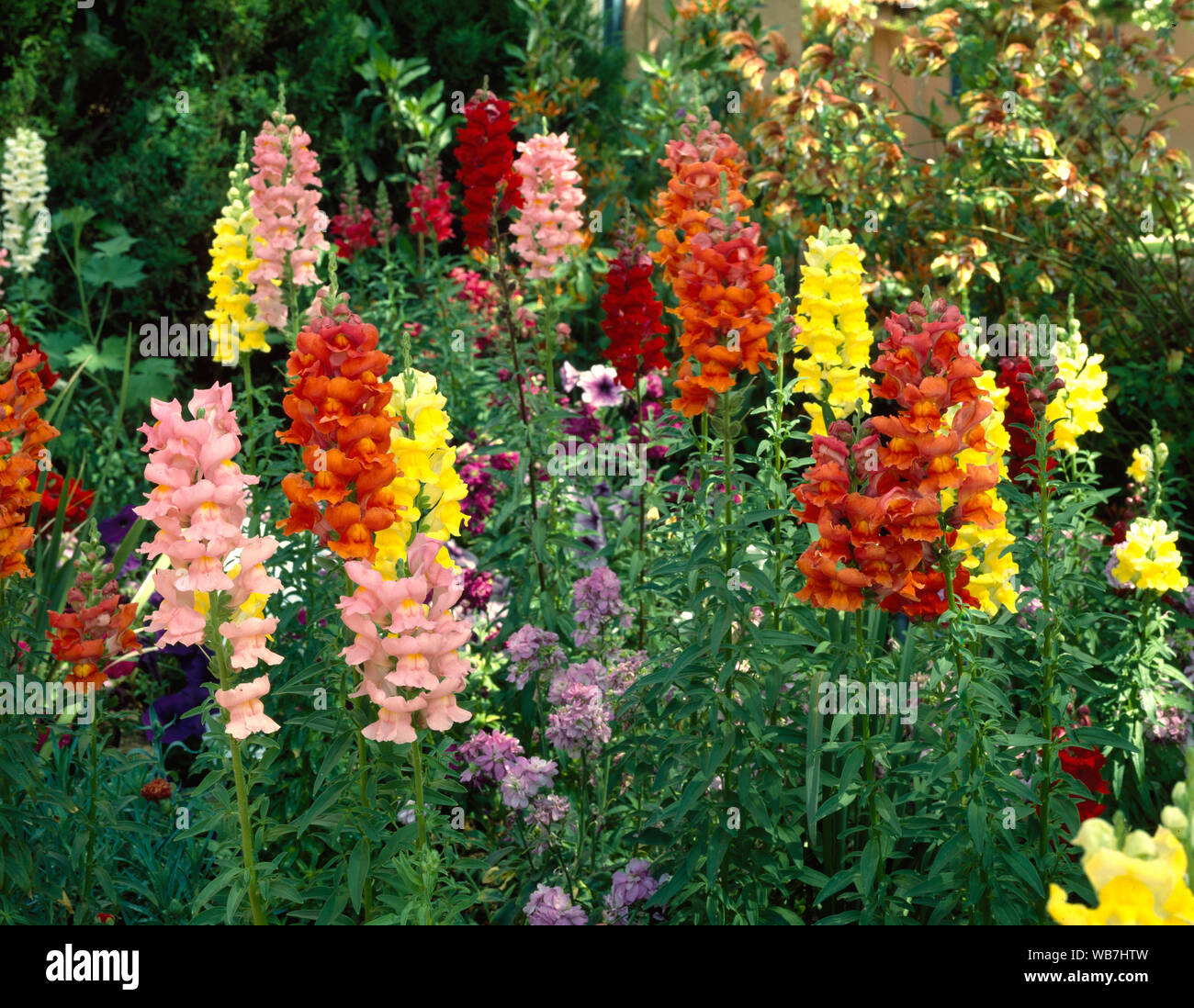Flowers at the Desert Botanical Garden, Phoenix, Arizona Stock Photo ...
