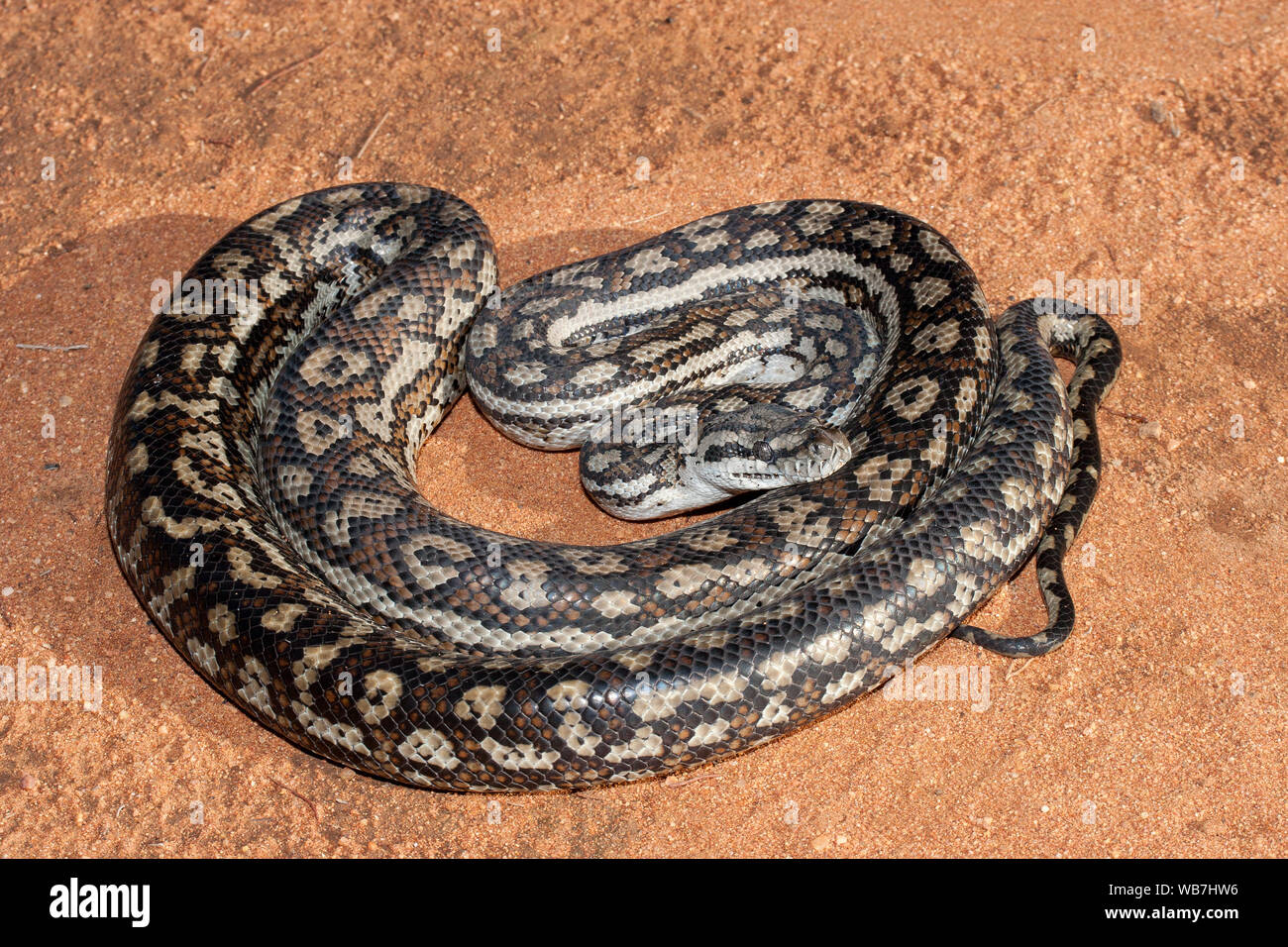Morelia spilota metcalfii hi-res stock photography and images - Alamy