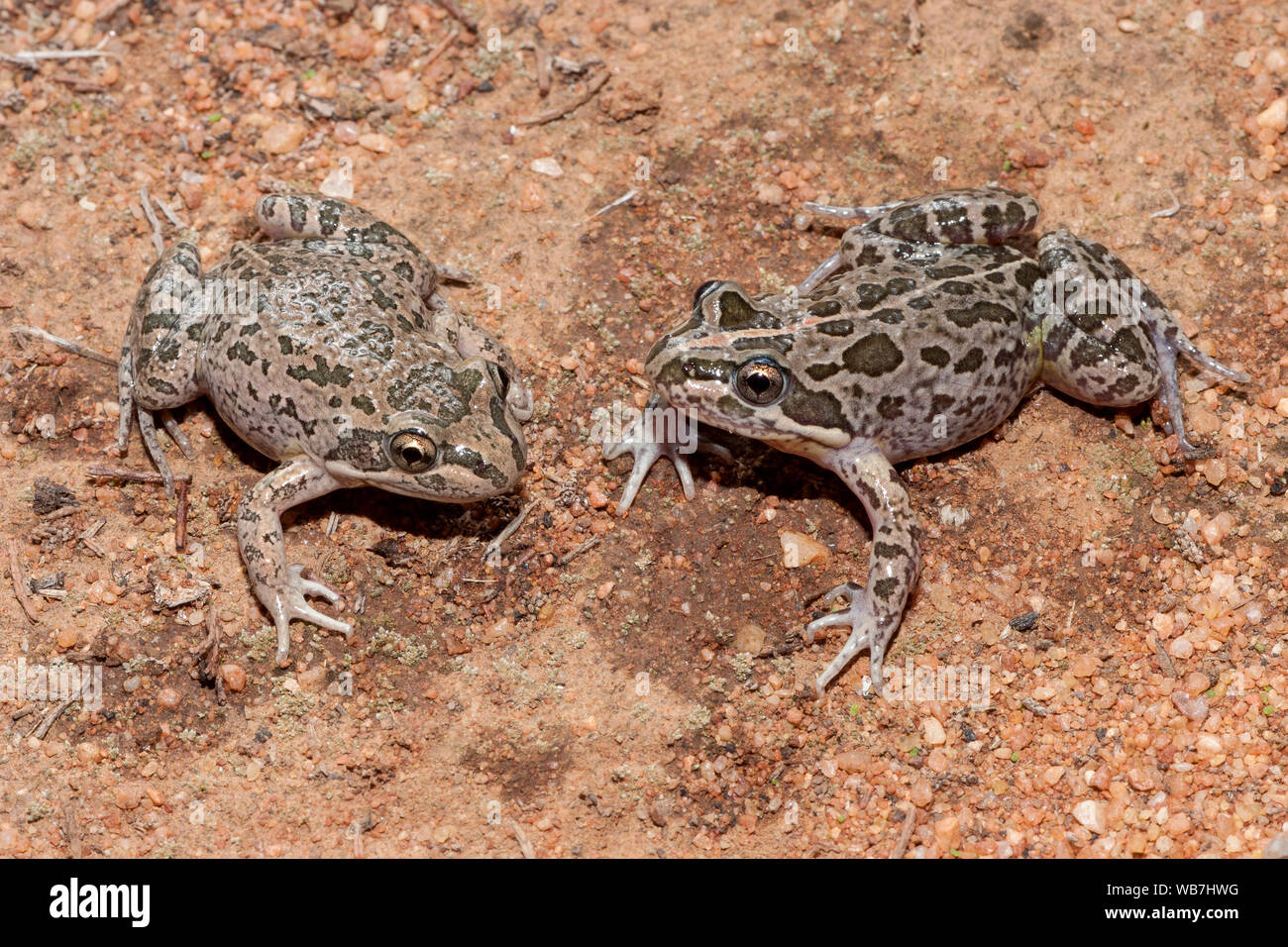 Australian Spotted Marsh frogs Stock Photo - Alamy
