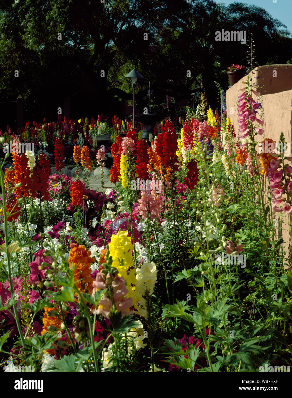 Flowers at the Desert Botanical Garden, Phoenix, Arizona Stock Photo ...