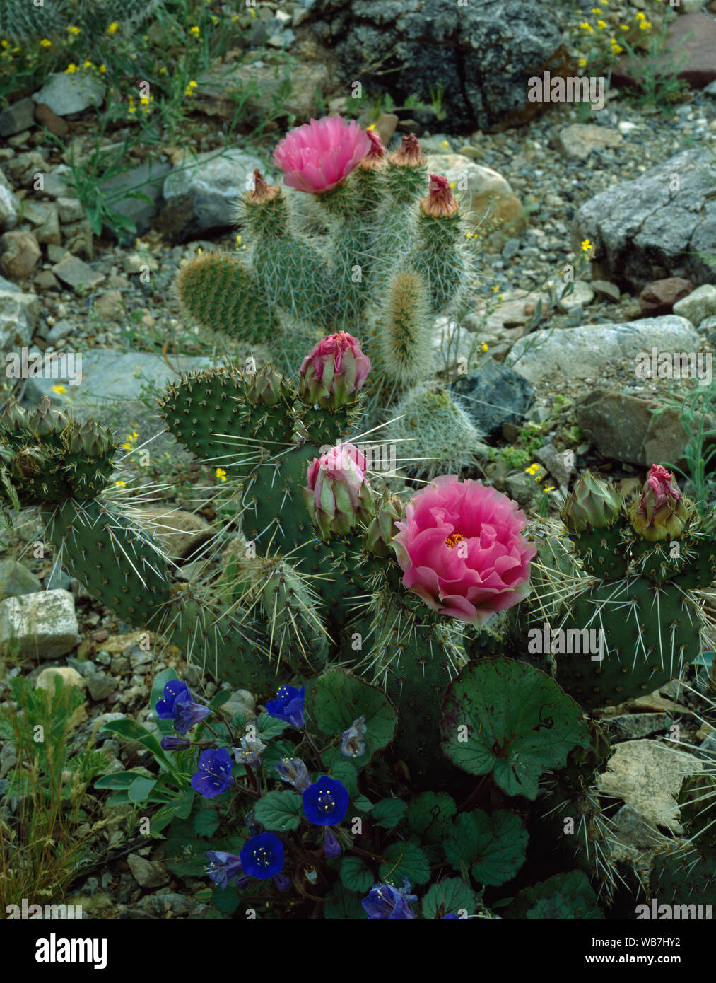 Desert botanical garden phoenix arizona hi-res stock photography and ...