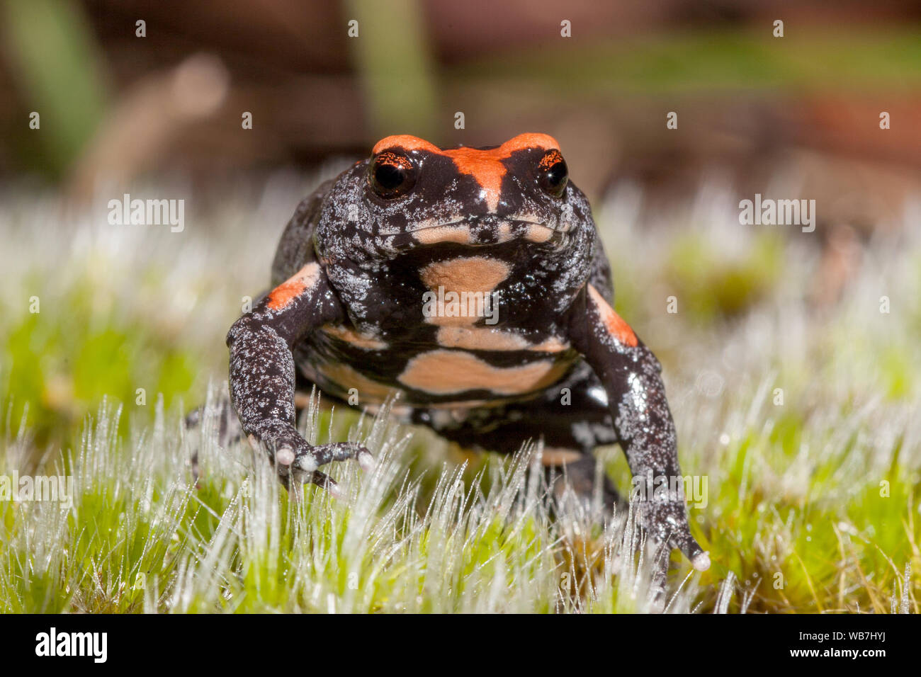 Under belly hi-res stock photography and images - Alamy