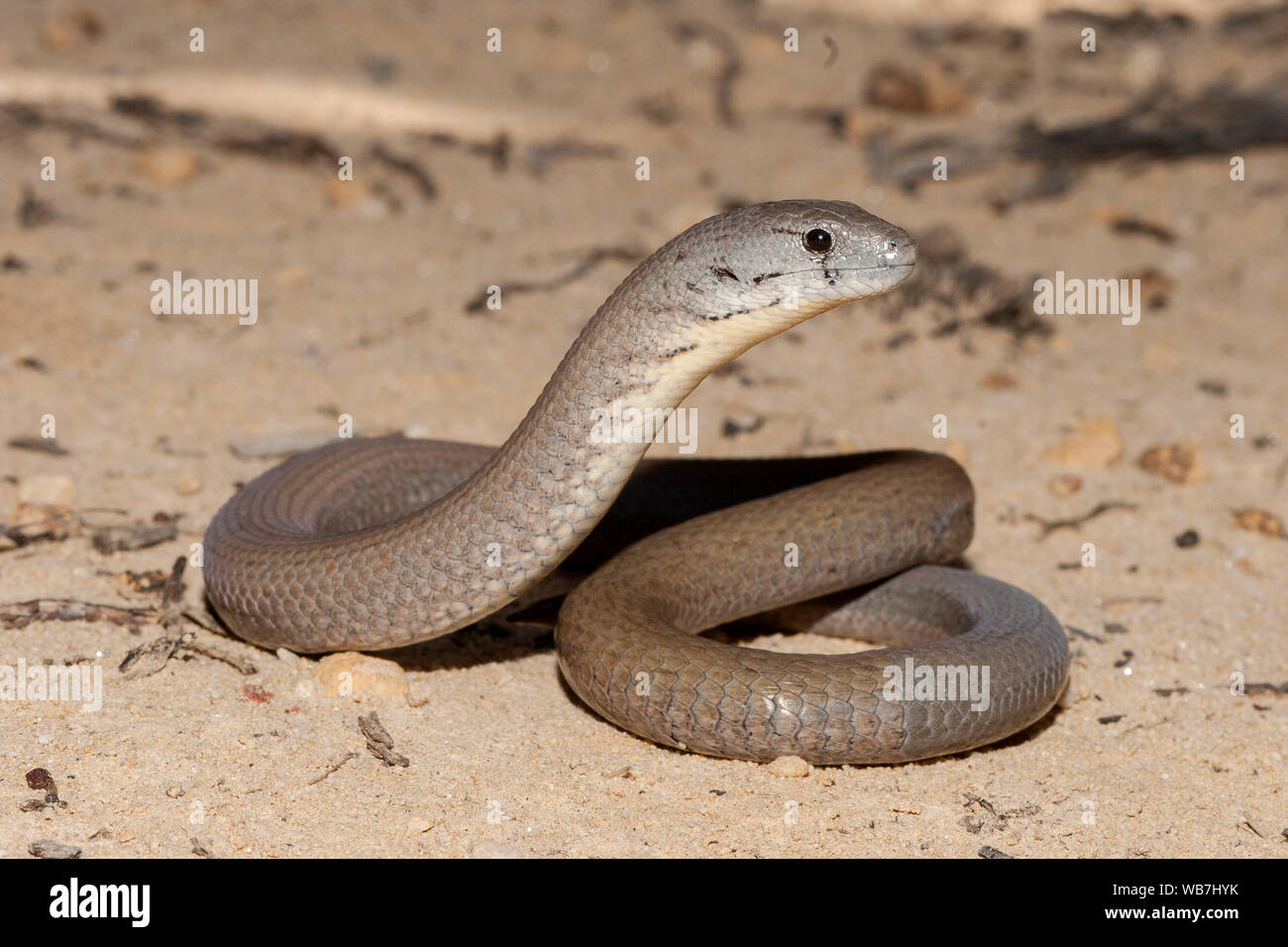 Australian Common Scaly-foot Legless Lizard Stock Photo - Alamy