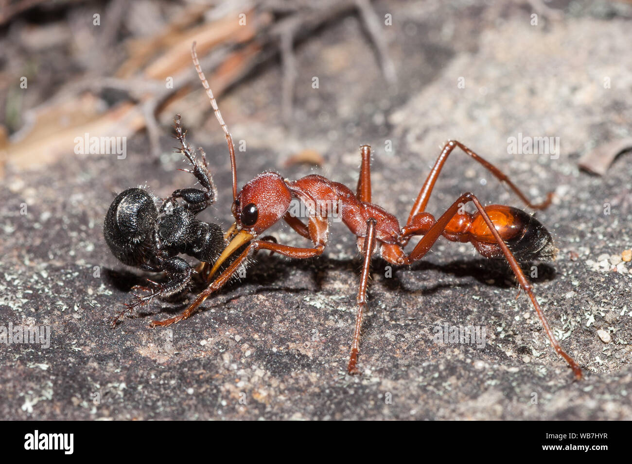 Bull wasp hi-res stock photography and images - Alamy