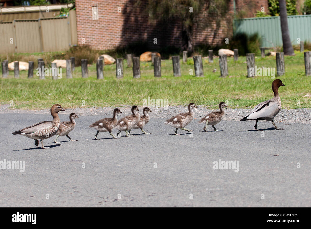Australian Wood Ducks crossing road Stock Photo - Alamy