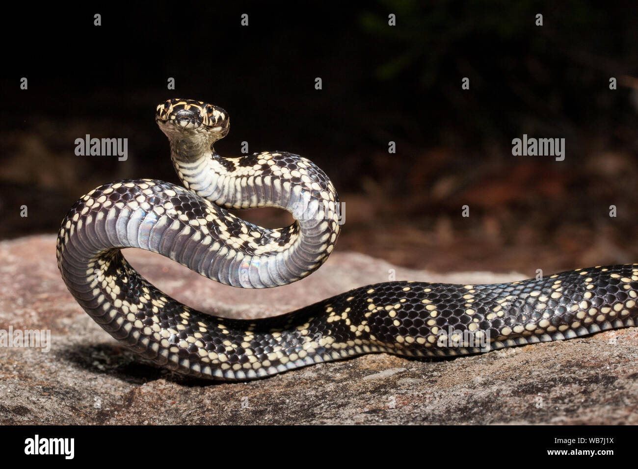 Australian endangered Broad headed Snake Stock Photo - Alamy