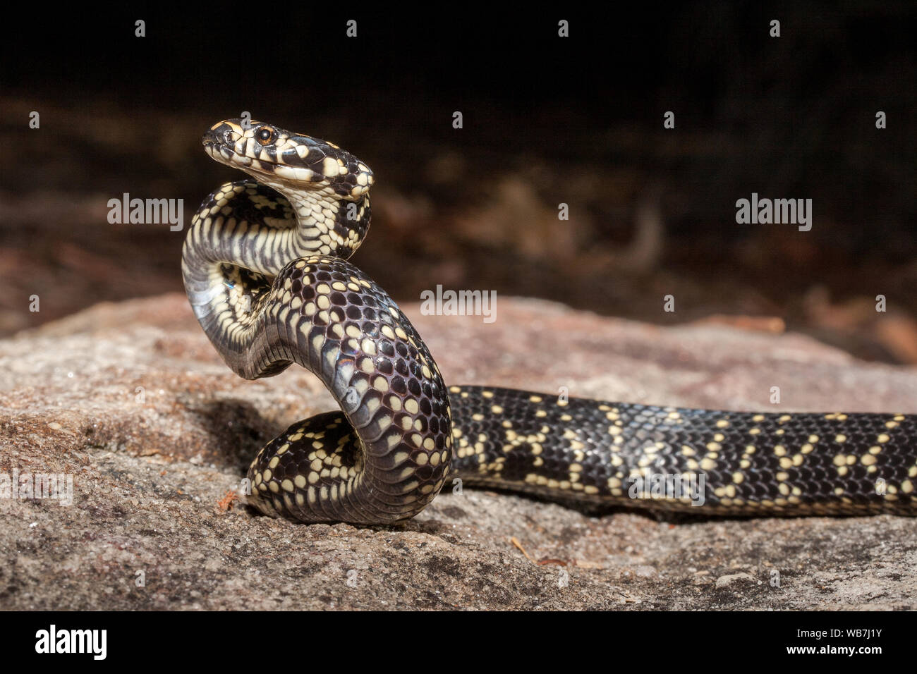 Australian endangered Broad headed Snake Stock Photo - Alamy