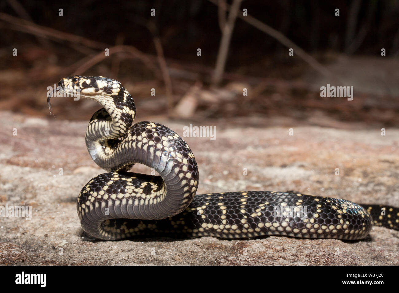 Australian endangered Broad headed Snake Stock Photo - Alamy