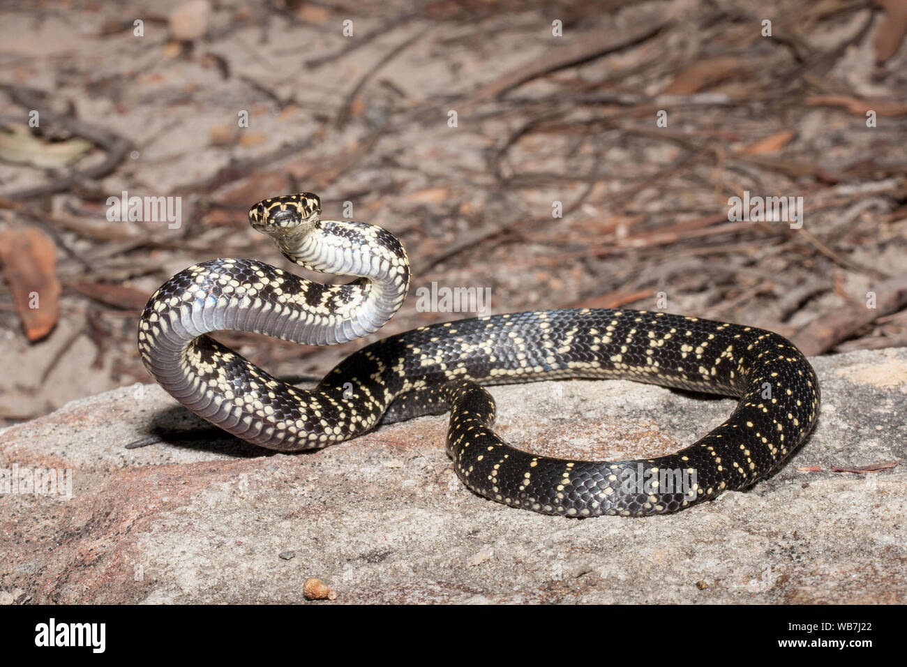Australian endangered Broad headed Snake Stock Photo - Alamy