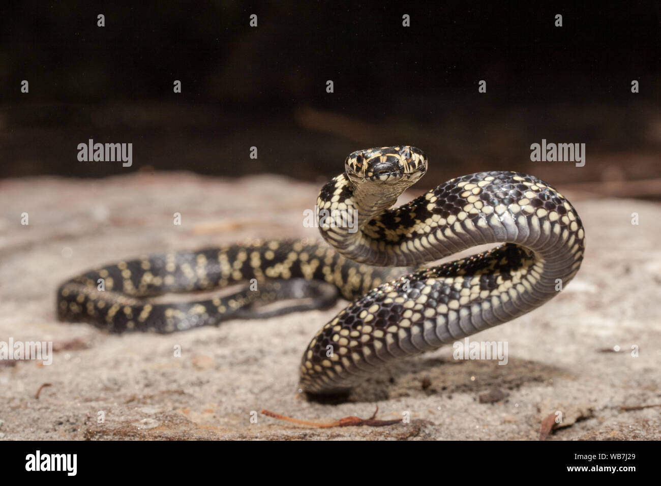 Australian endangered Broad headed Snake Stock Photo - Alamy