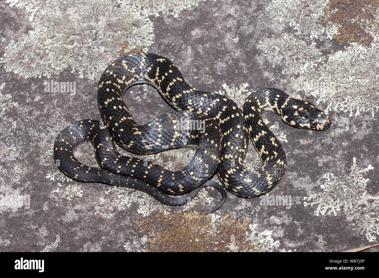 Australian endangered Broad headed Snake Stock Photo - Alamy