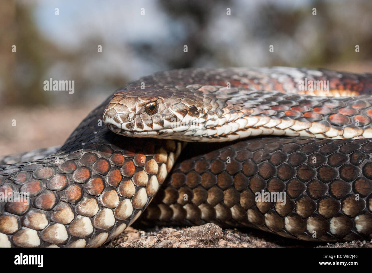 Close up of Australian Highlands Copperhead snake Stock Photo - Alamy