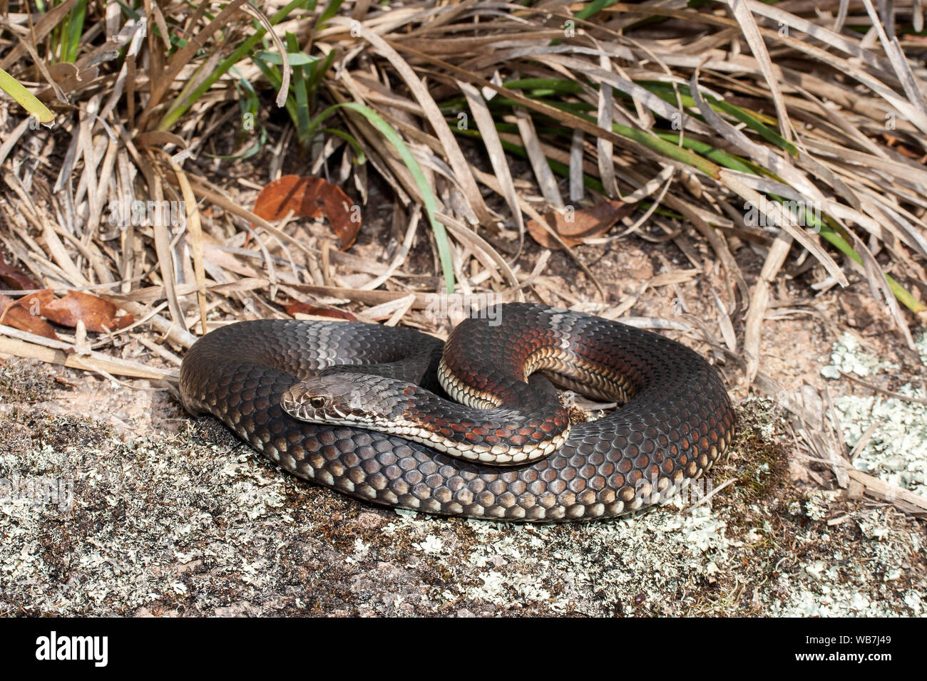 Australian Highlands Copperhead snake basking Stock Photo - Alamy