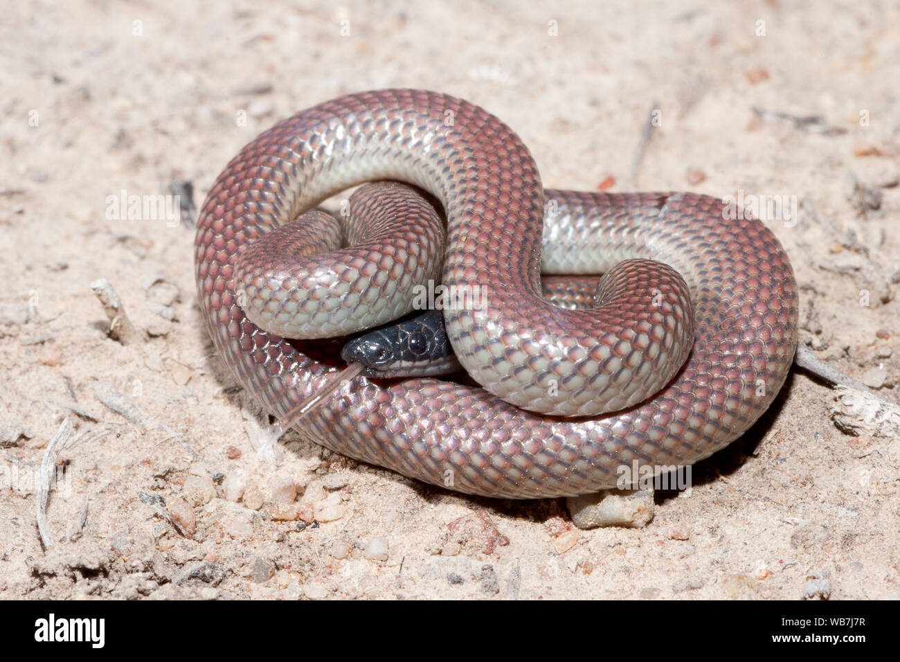Red naped snake hi-res stock photography and images - Alamy