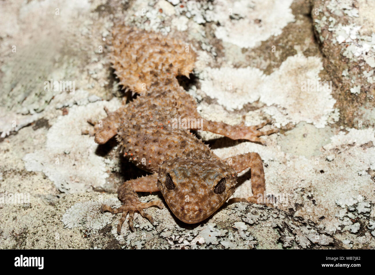 Broad-tailed or Southern Leaf-tailed Gecko Stock Photo - Alamy